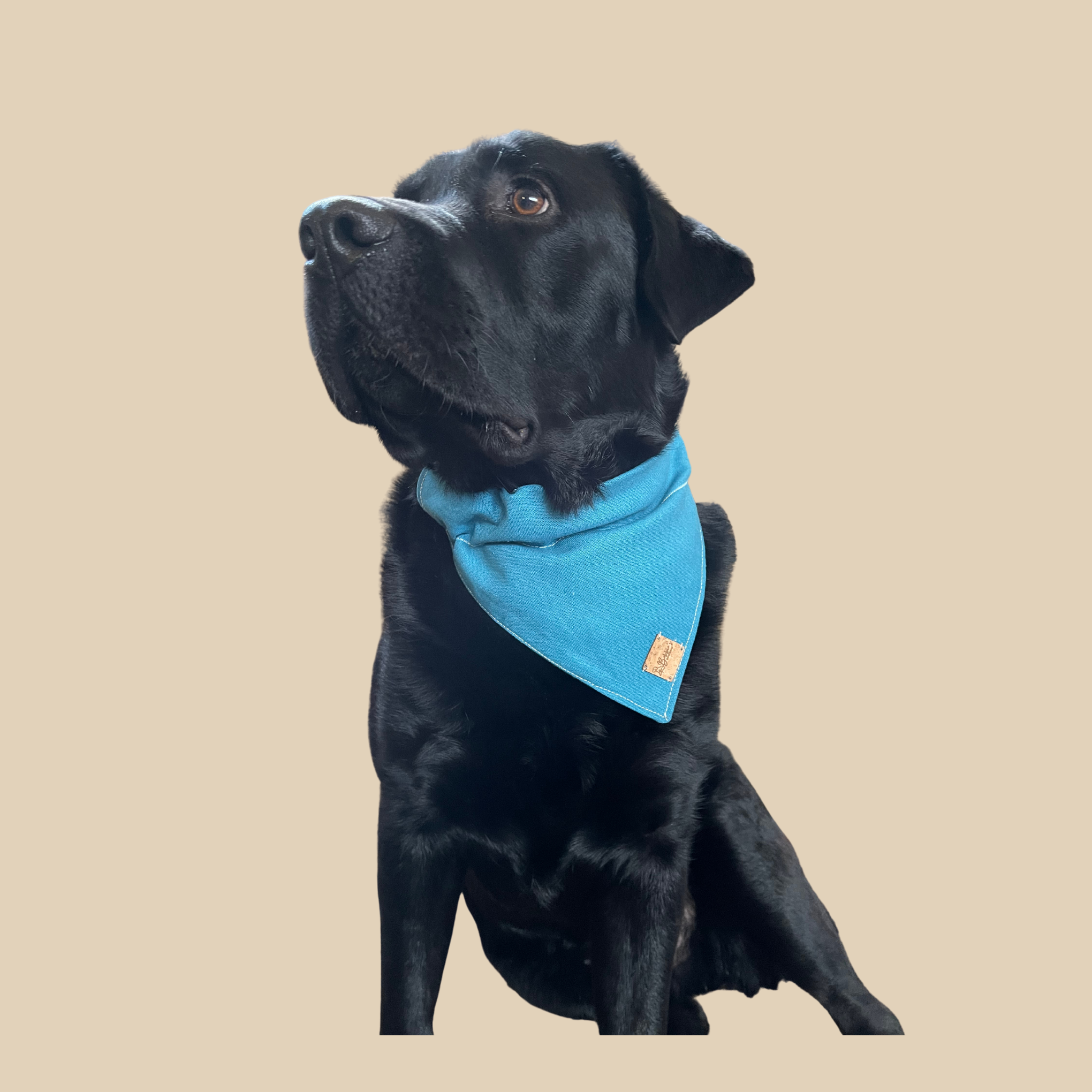 Bandanas – Bobbie’s Bowwow
